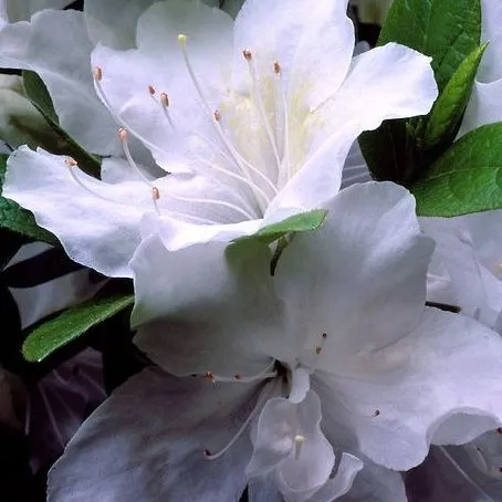 Tanaman Azalea bunga putih - azalea putih - Azalea Rododendron ...