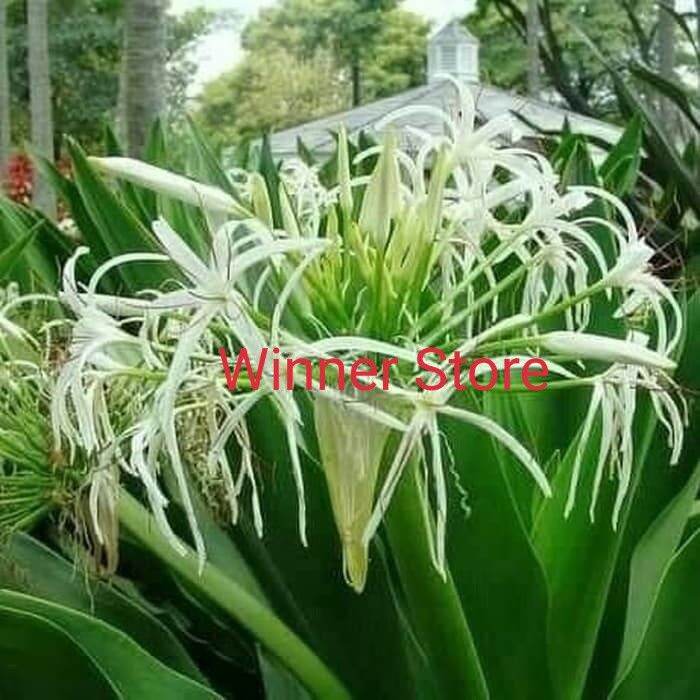 1 umbi ubi bonggol bakung putih white giant grand crinum raksasa Winner Store biji bibit seed ...