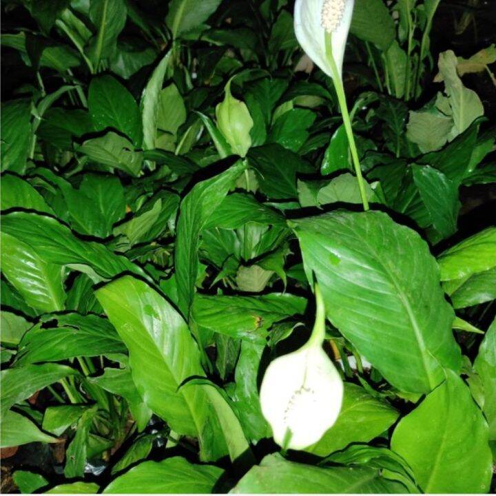 Peace Lily Spatifilum Indoor Plant Tanaman Pembersih udara | Lazada ...