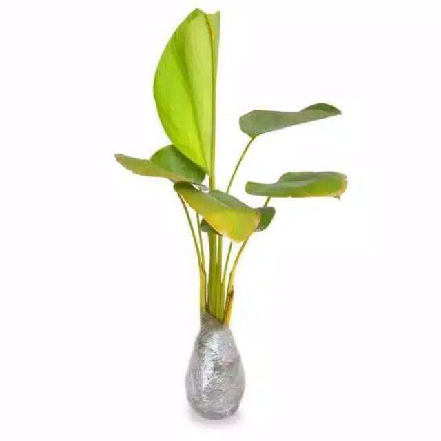 Tanaman calathea lutea pisang | Lazada Indonesia