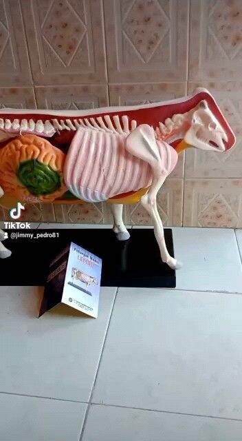 sapi lembu alat peraga pendidikan torso model sapi lembu | Lazada Indonesia