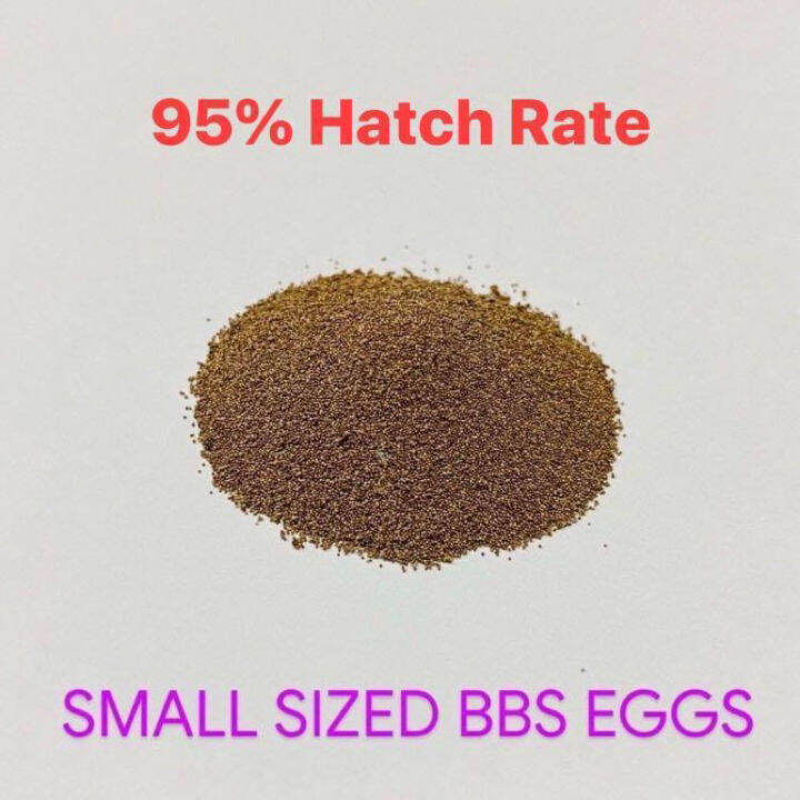SG READY STOCK | BBS/ Artemia/ Sea Monkey Eggs - Baby Brine Shrimp (20g/100g) High Quality Small ...