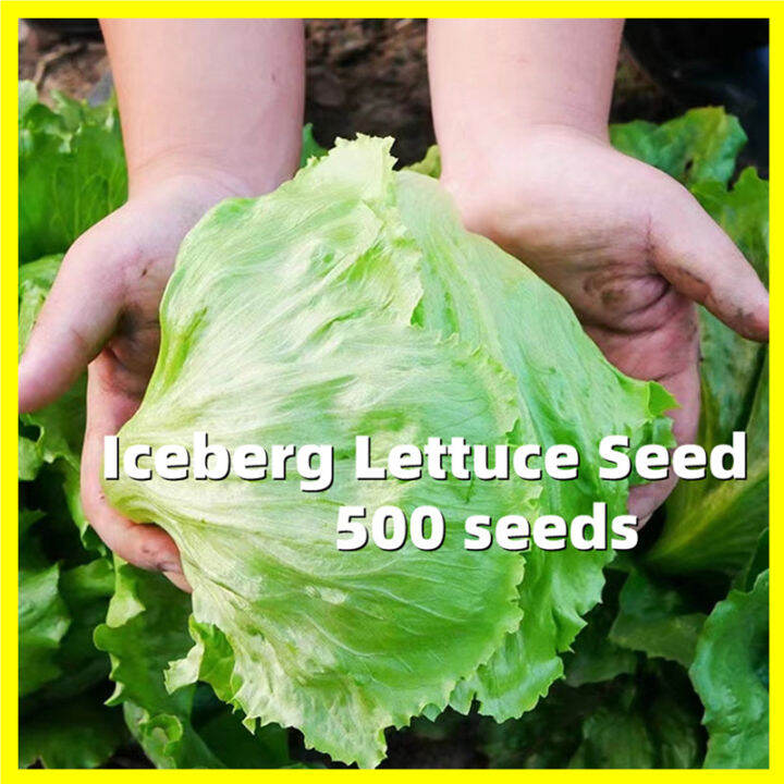 Iceberg Lettuce Seed -结球生菜种子 500 Seeds Super Ball Variety Iceberg ...