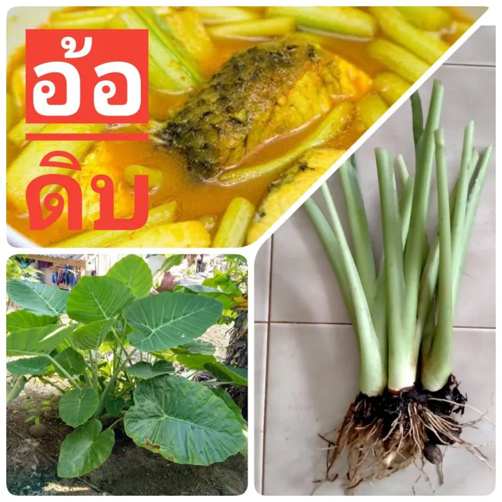 ต้นอ้อดิบ ชุด5ต้น(รากเปลือยตัดใบ) อ้อดิบ ทูน ตูน คูน ผัก เป็นพืชใน ...