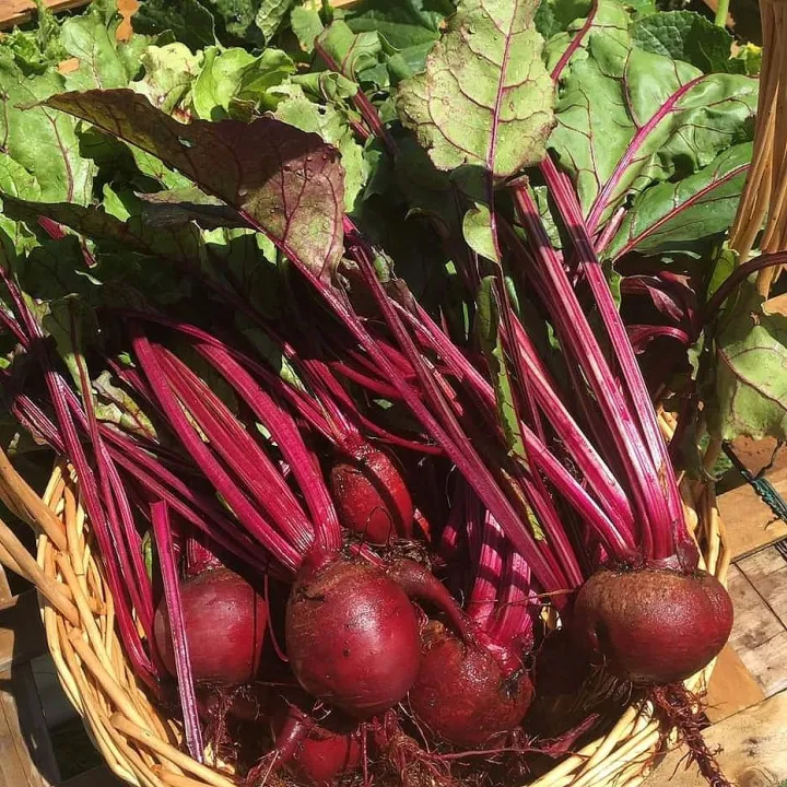 Biji Benih Ubi Bit / Beetroot Seeds / Beet Root / Sayur / Vegetable ...