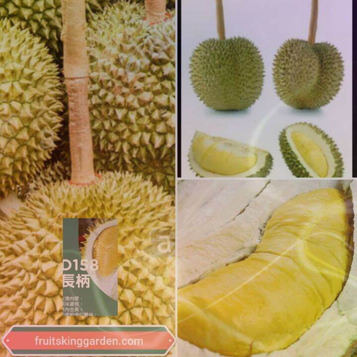 Anak Pokok Durian D158 Kahwin 2.5 Feet ++ [WEST MALAYSIA ONLY] | Lazada