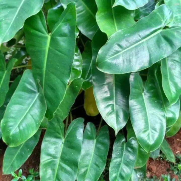 tanaman hias philo brekele / tanaman vertikal garden | Lazada Indonesia