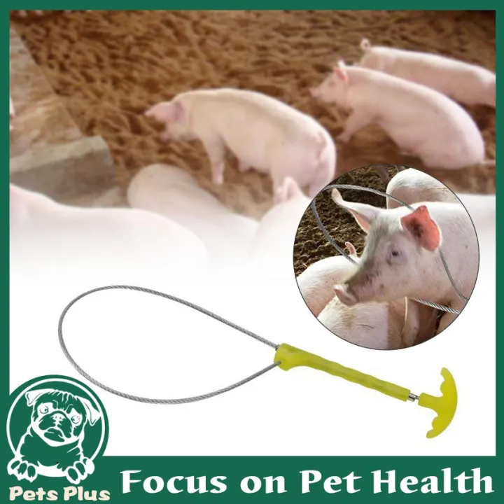 Livestock Pig Piglets Fixed Rope Wire Ropes Sleeve Stockbreeding Tool ...