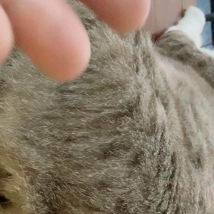 ของเข้าใหม่ 📌Kat club 10 กิโล 1 กระสอบ | Lazada.co.th