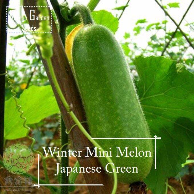 *Easy* Japanese Mini Winter Melon Seeds *Pot Friendly* Plant Seeds ...
