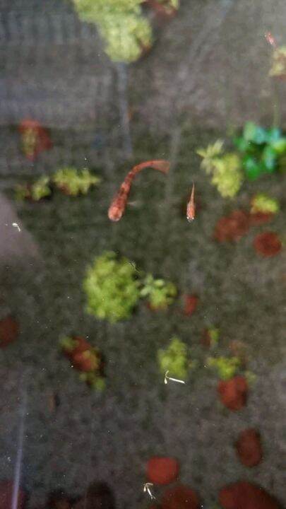 Rare Medaka Fish, Japanese Rice Fish, Oryzias latipes, メダカ 观背青鳉 5pcs ...