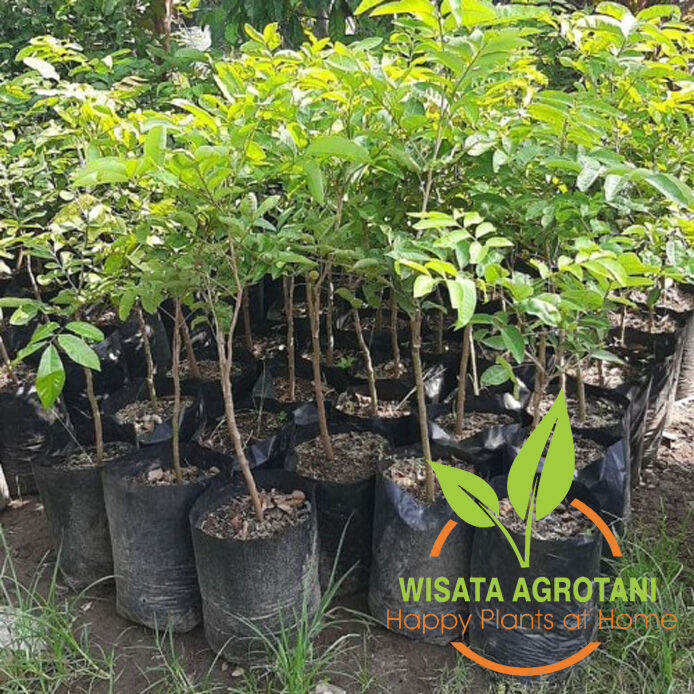 Bibit Kelengkeng Matalada Batang Besar Pohon Siap Berbunga Wisata ...