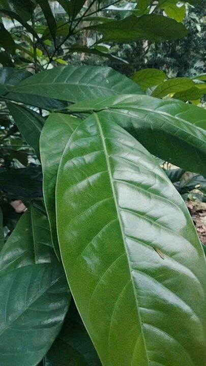 Daun kopi dipetik segar penuh khasiat dan manfaat. | Lazada