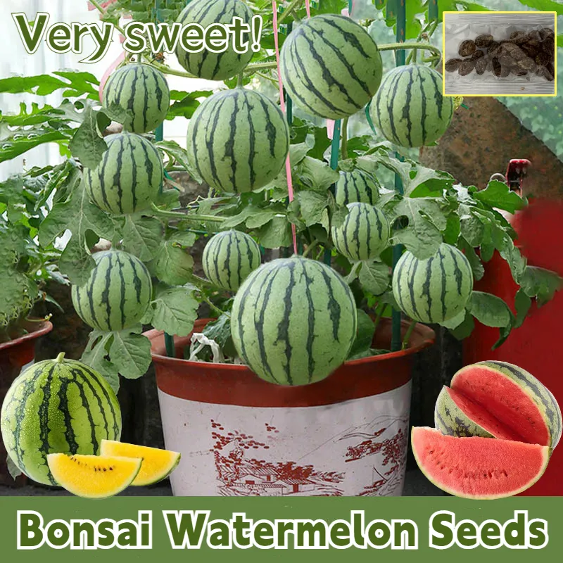 Bonsai Watermelon