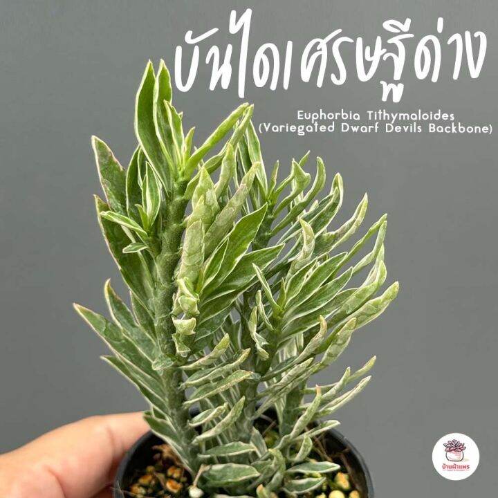 บันไดเศรษฐีด่าง Euphorbia Tithymaloides ( Variegated Dwarf Devils ...