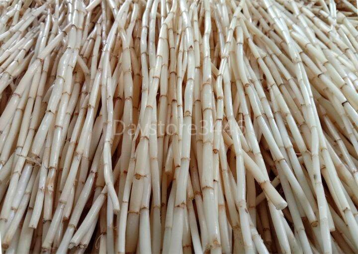 Akar Alang Alang 500gr Segar Bersih Super Dari Pegunungan Ciremai ...