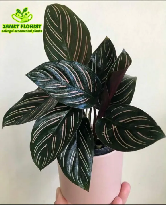Tanaman hias marantha calathea batik ornata motife pink line | Lazada ...