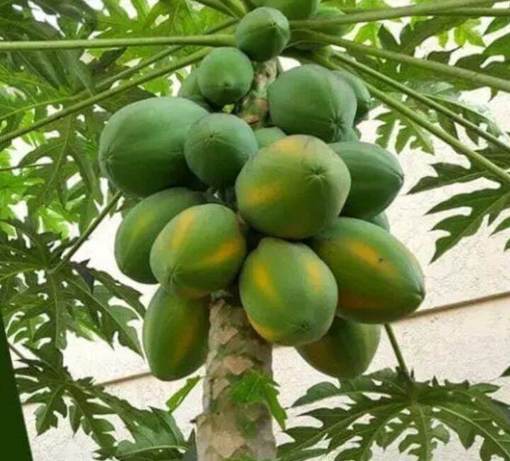 Benih Pepaya Hawai Sunrise Super Manis dan Harum | Lazada Indonesia