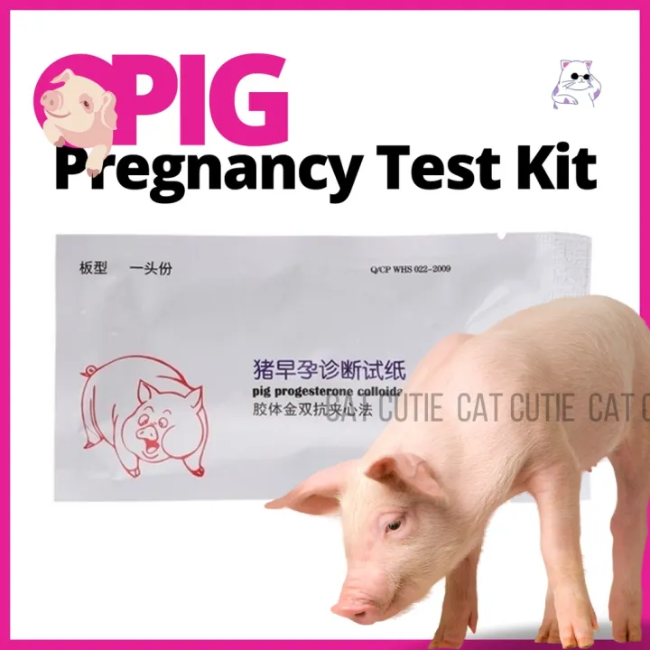 [ CAT CUTIE ] PIG PREGNANCY TEST KIT | Pig Urine Pregnancy Test | Early ...
