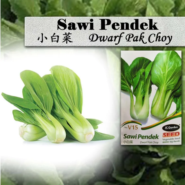 V15 DWARF PAK CHOY JC GARDEN VEGETABLE SEED BIJI BENIH SAWI PENDEK | Lazada