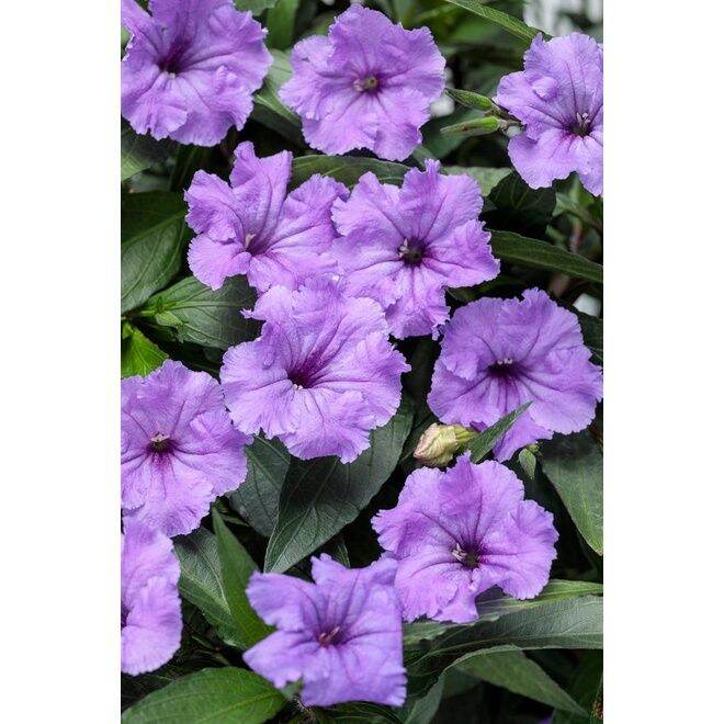 Kedai 8 Benih Biji Bunga Ruellia Reullia Ruelia Reulia Rawelia Rolia ...