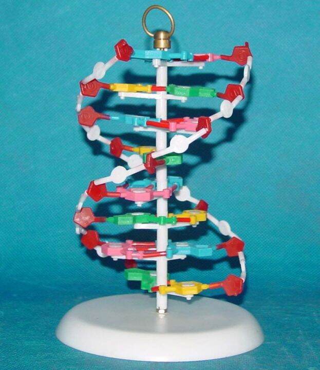 DNA molecular biology teaching model medical display | Lazada PH