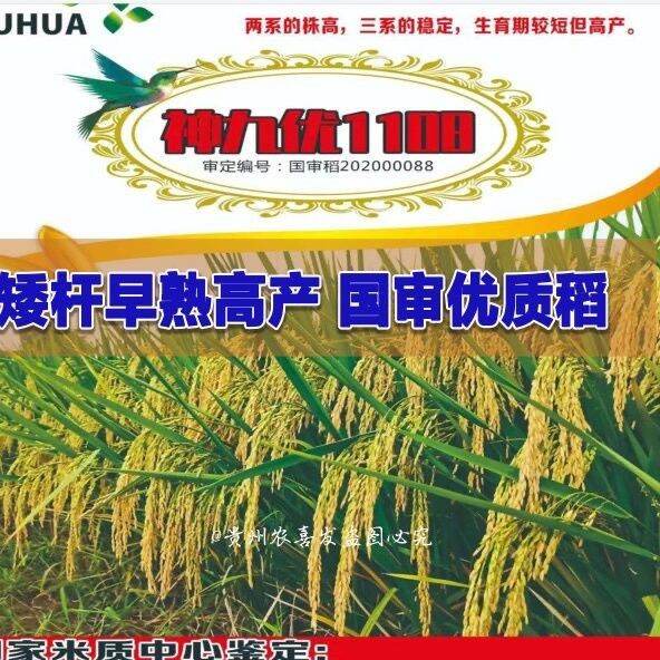 Super High Yield Hybrid Rice Seeds High Yield Rice Long Grain Fragrance ...