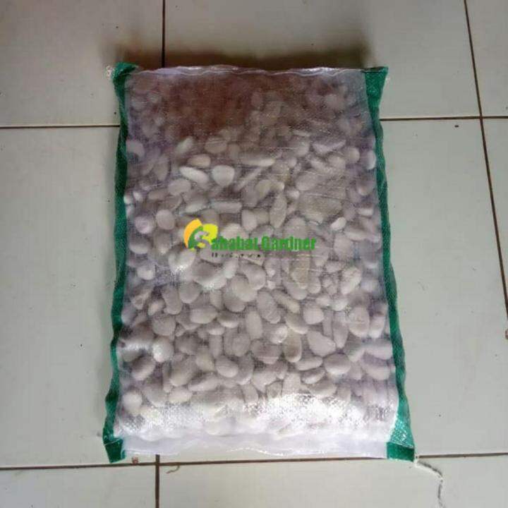 batu koral putih 1 karung 10 kg | Lazada Indonesia