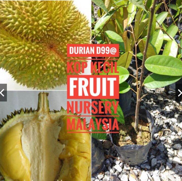 Anak pokok durian D99 | Lazada
