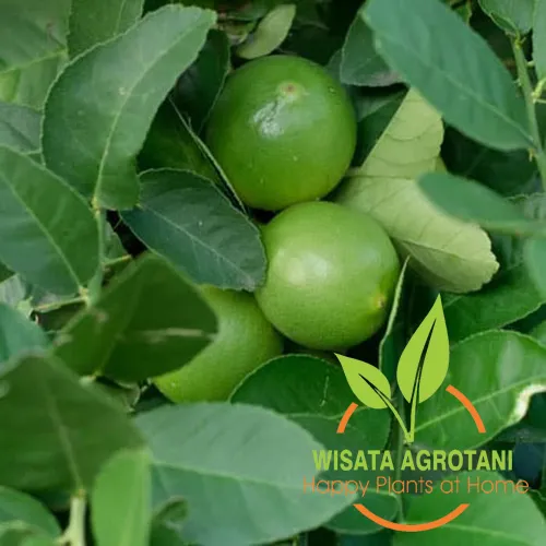 Paket 10 Jeruk Sambal/ Bibit Tanaman Jeruk Limau/ Pohon Jeruk Limau ...
