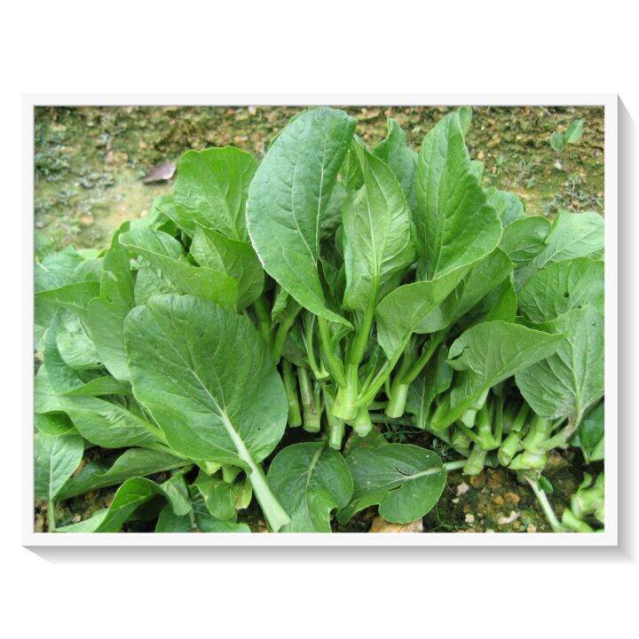 Malaysia Ready Stok Biji Benih Sawi Hong Kongseed Choy Sum香港菜心种子 Lazada