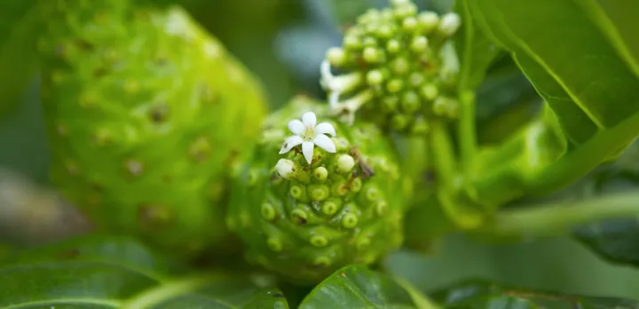 Noni Apatot Seeds for Planting (5 seeds) | Lazada PH