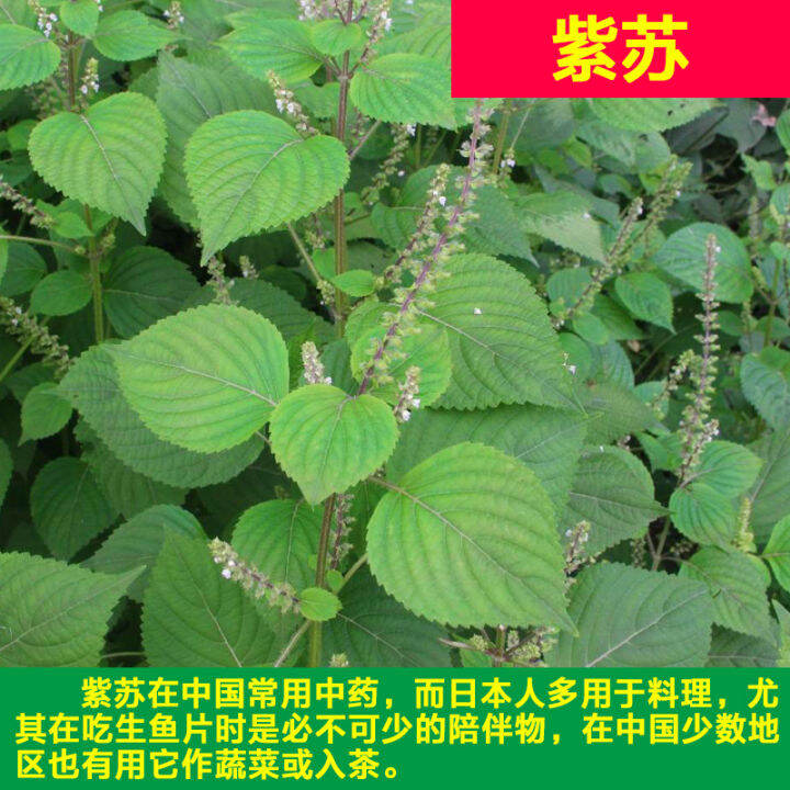 Purple Perilla Seed Seedling Edible Purple Perilla Seed Four Seasons ...