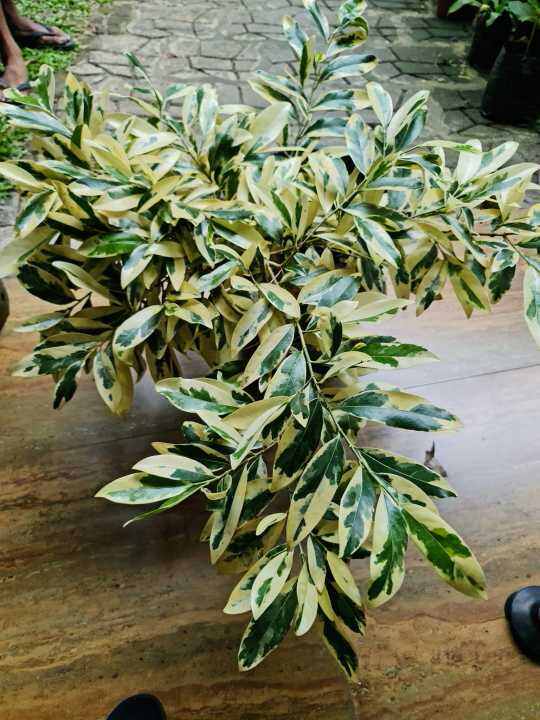 Matdo Variegated (included pot, pebbles and soil) | Lazada PH