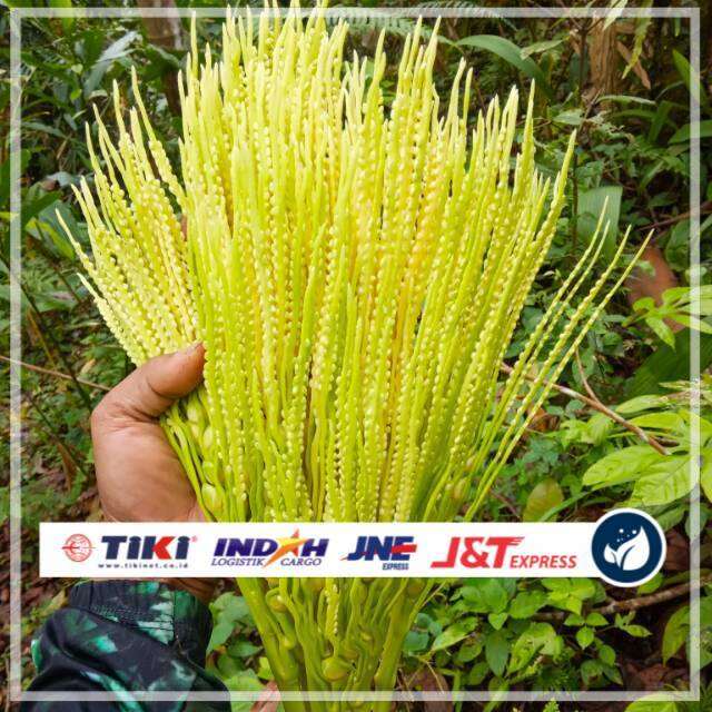 JUAL BUNGA PINANG KEMBANG JAMBE | Lazada Indonesia