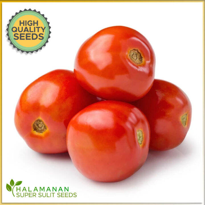 TOMATO - APOLLO VARIETY (INDETERMINATE) - SUPER SULIT VEGETABLE SEED ...
