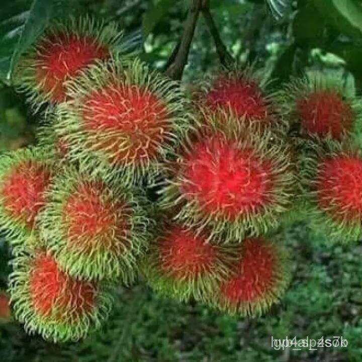 rambutan fruit School, rambutan varieties, 50 seed | Lazada PH