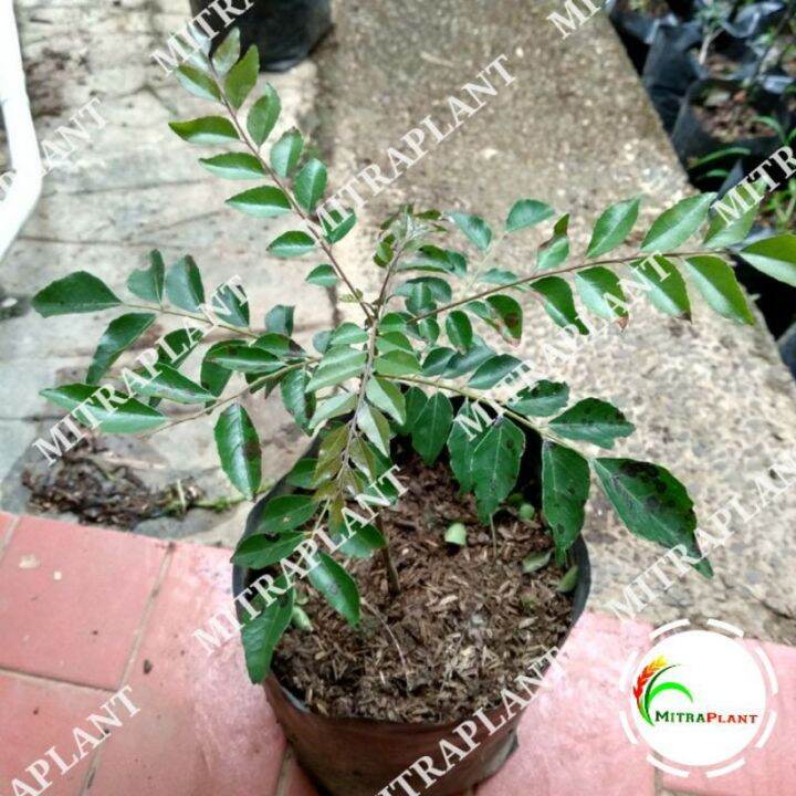 VIRALL Bibit Pohon Salam Koja - Tanaman Daun Salam Koja - Daun Temuru ...