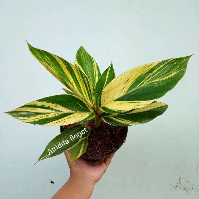 Calathea Alpinia Zerumbet Variegata - Varigated shell ginger plant ...