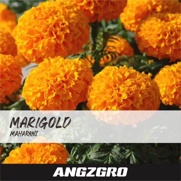 Benih Bunga Marigold Maharani 10 Seeds Tanaman Urban Farming | Lazada ...