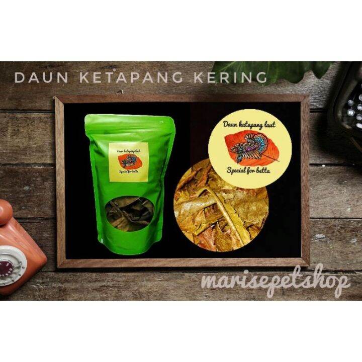 Daun katapang merah laut antiseptik alami untuk ikan - daun ketapang ...