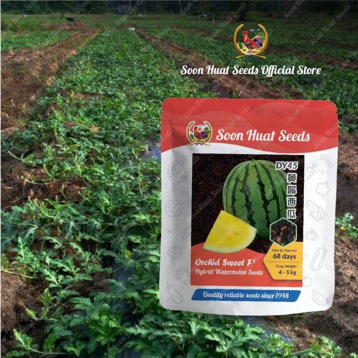 Benih Tembikai Watermelon Seed Orchid Sweet 50 seeds (not plants) | Lazada