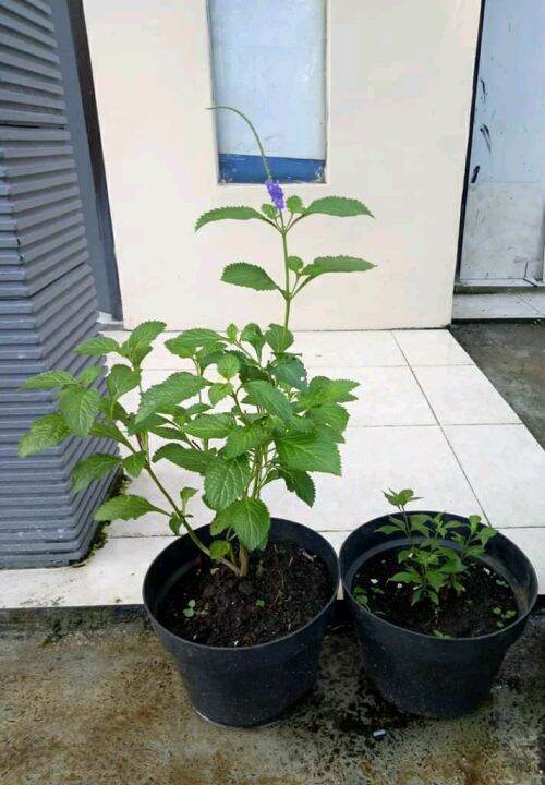 tanaman daun pecut kuda | Lazada Indonesia