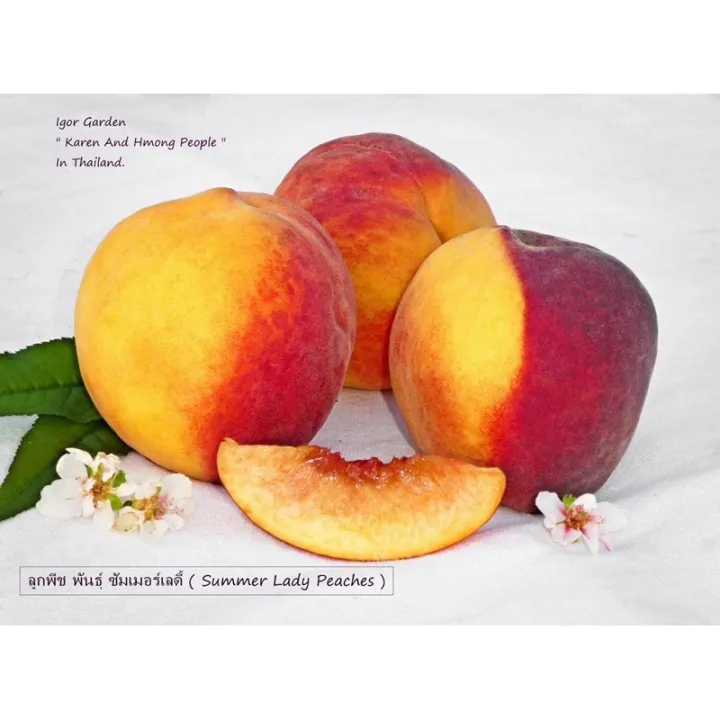 🌿🍑กล้าพีช พันธุ์ ซัมเมอร์เลดี้ ( Summer Lady Peaches )( กล้าเสียบยอด ...
