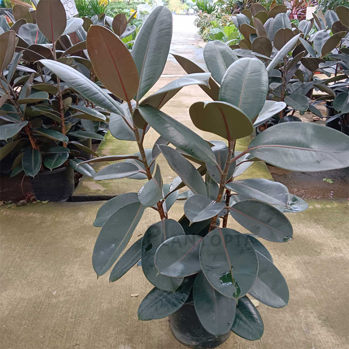 [Plantopia] Ficus Burgundy 黑钢橡皮树 | Pokok Hidup | Real Live Plant | Lazada