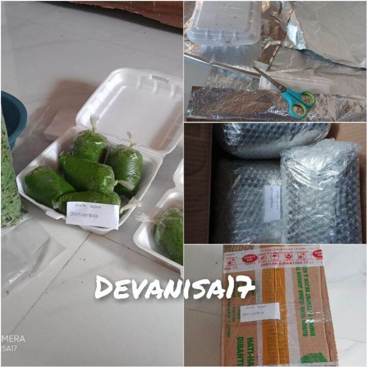 packing For azola wolfia azzola wolffia | Lazada PH