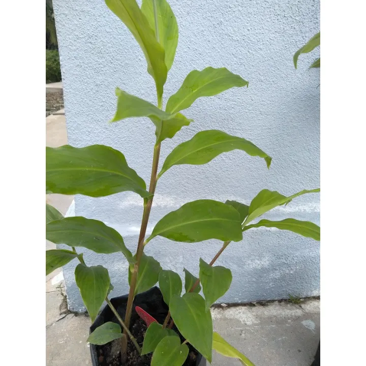 Anak pokok Pokok Lempoyang | Lazada