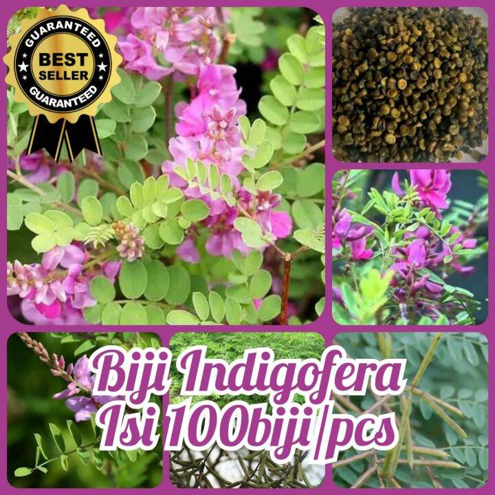 Biji bunga Indigofera isi 100 pcs flower seeds benih tanaman pohon hias ...