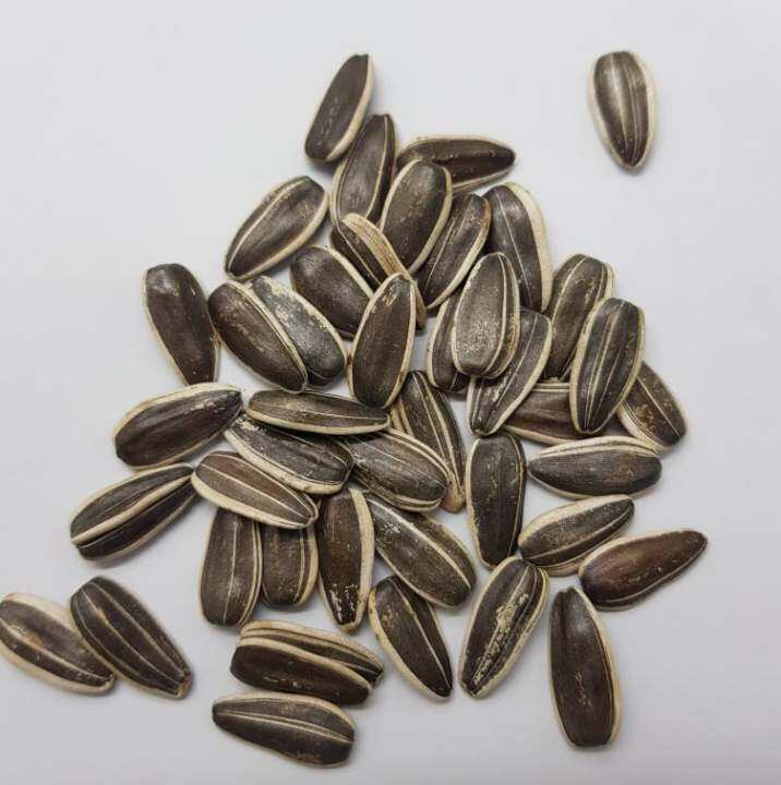 Jumbo Giant Sun Flower Seeds (OPV) 100grams | Lazada PH