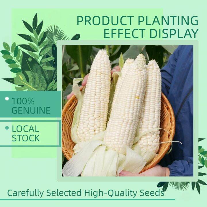 High Yield 40 Seeds Sweet Waxy White Corn Seeds Vegetable Seeds for ...